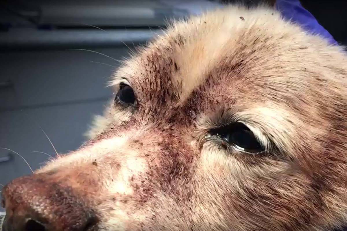 B.C. man banned from owning dogs for 5 years after flea-infested Rascal ...