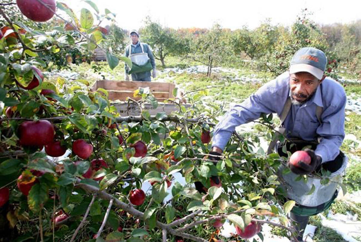 Report recommends Canada’s migrant farm workers form or join union ...