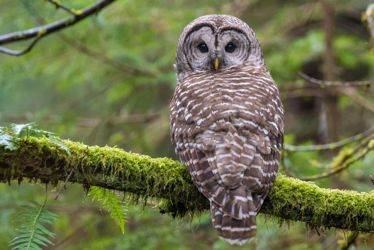 ‘Imagine Freddy Krueger attacking you’: Victoria owl attack draws ...