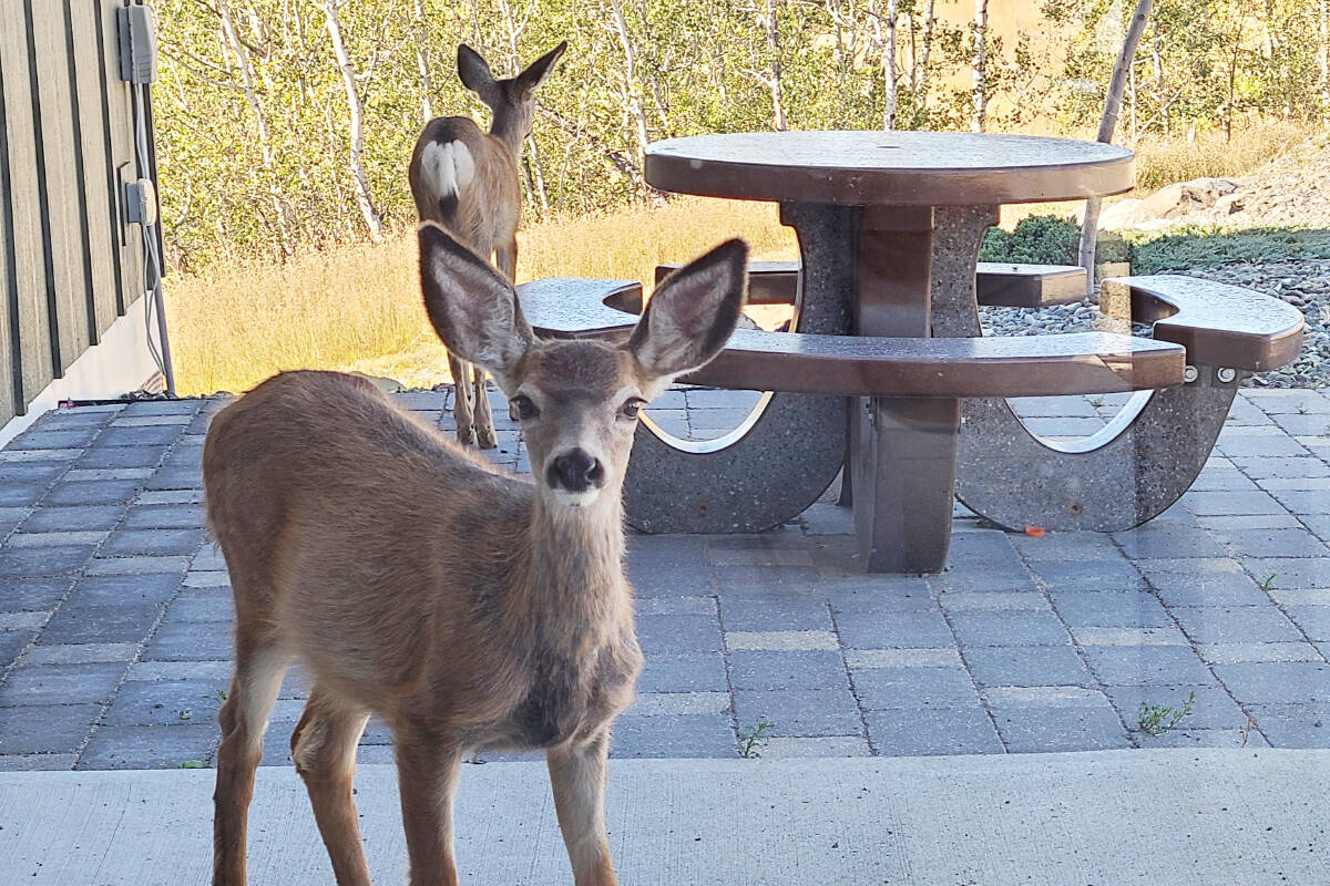 New library catalogue makes for better user experience | Barriere North ...